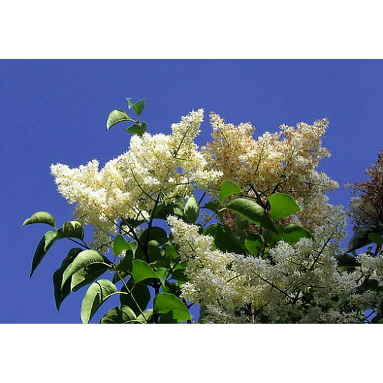 Dwarf Japanese Lilac Tree