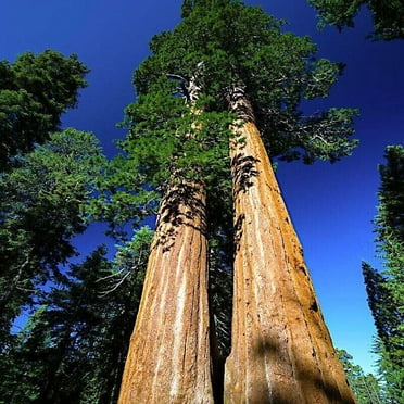 40 GIANT SEQUOIA Sequoiadendron Giganteum Sierra Redwood Tree Seeds ...