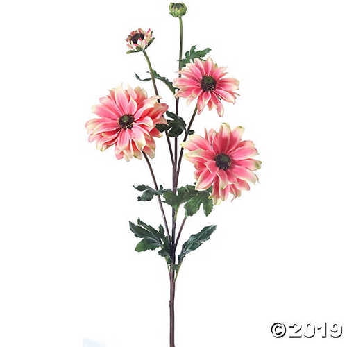 Pink Shasta Daisy
