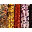Rare Corn Seeds for Planting - 25 Seeds per Packet - (Mountain Indian ...
