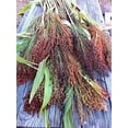 Broom Corn Seeds - 100 Mixed Color Seeds for Planting - Great Millet ...