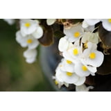 25 WAX MIXED BEGONIA Semperflorens Fibrous Mixed Colors Red Pink White ...