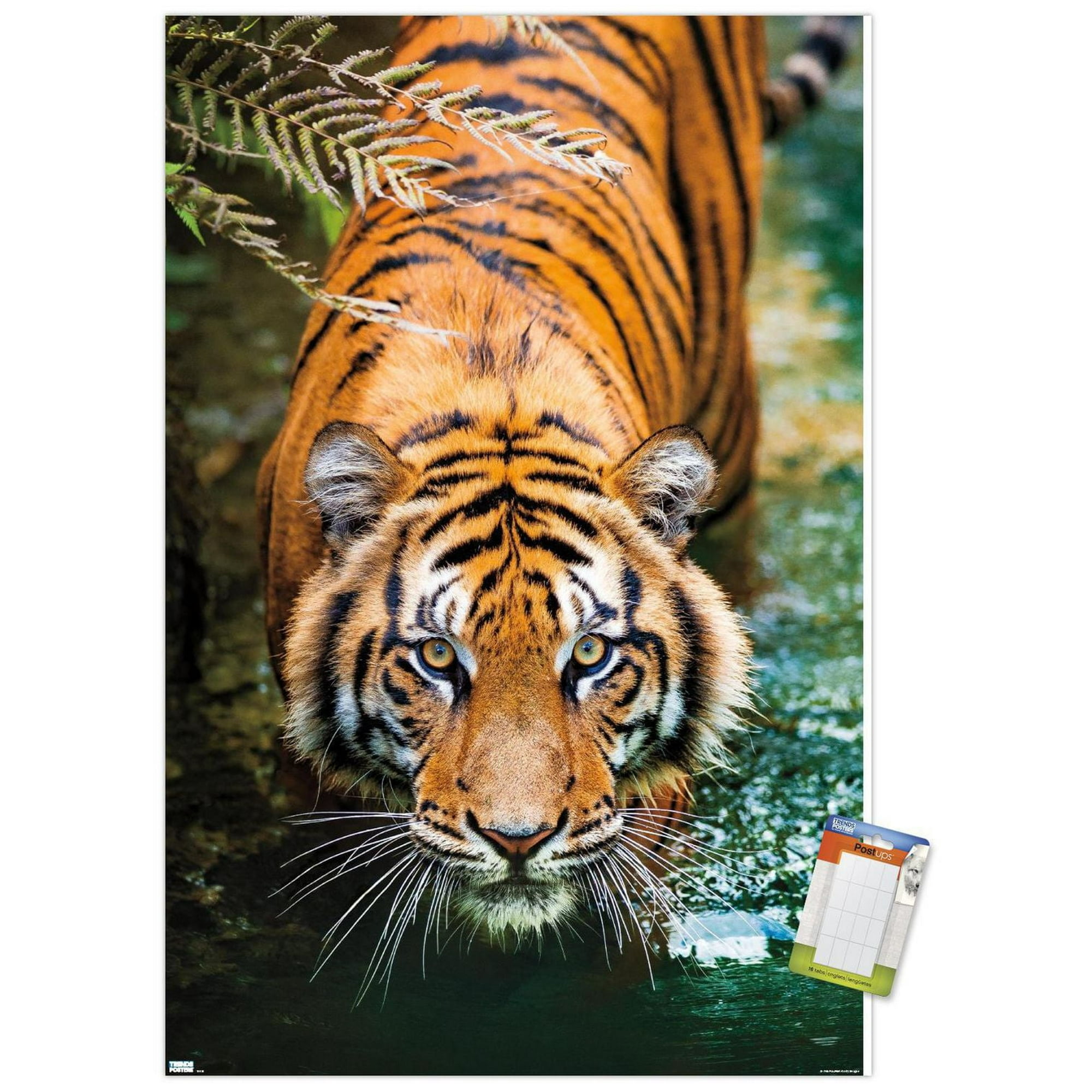 Click here for Trends International Tiger - Water Wall Poster  22... prices