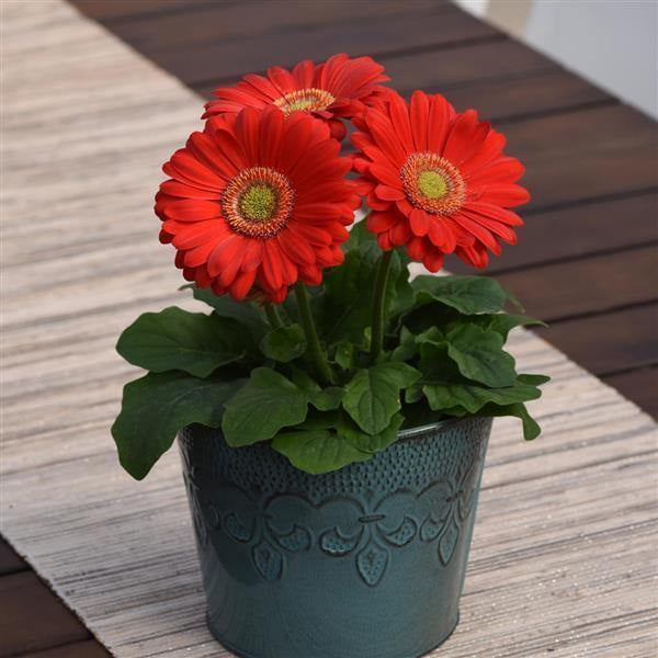Red Gerbera Daisy Plant