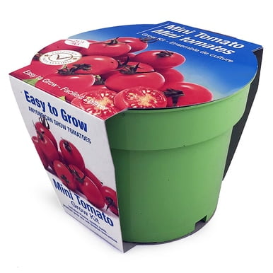 Mini Tomato Grow Kit - Walmart.ca