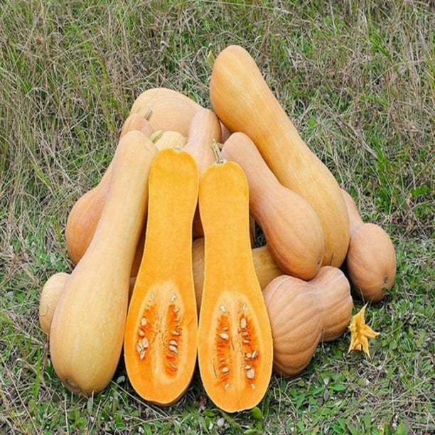 Sugar Pumpkin s - 25+s - Long Pumpkin s for Planting -Cushaw Squash ...
