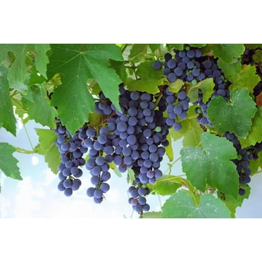 5 Muscadine Grape Vine Seeds for Planting - Vitis rotundifolia ...