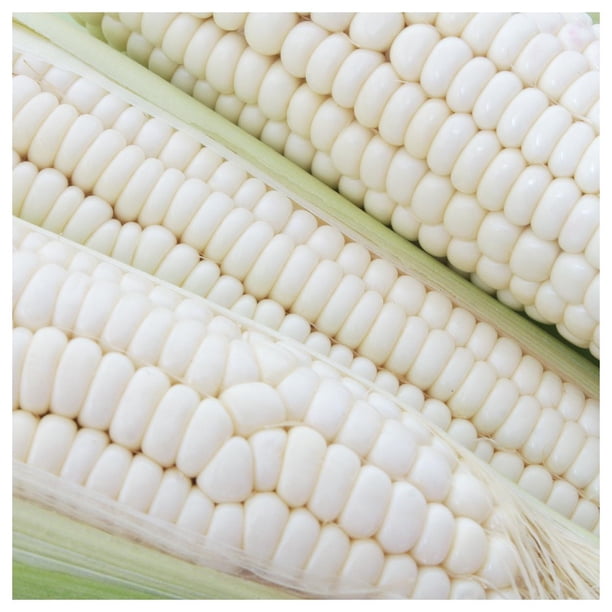 Everwilde Farms - 1 lb How Sweet It Is F1 Hybrid White Sweet Corn Seeds ...