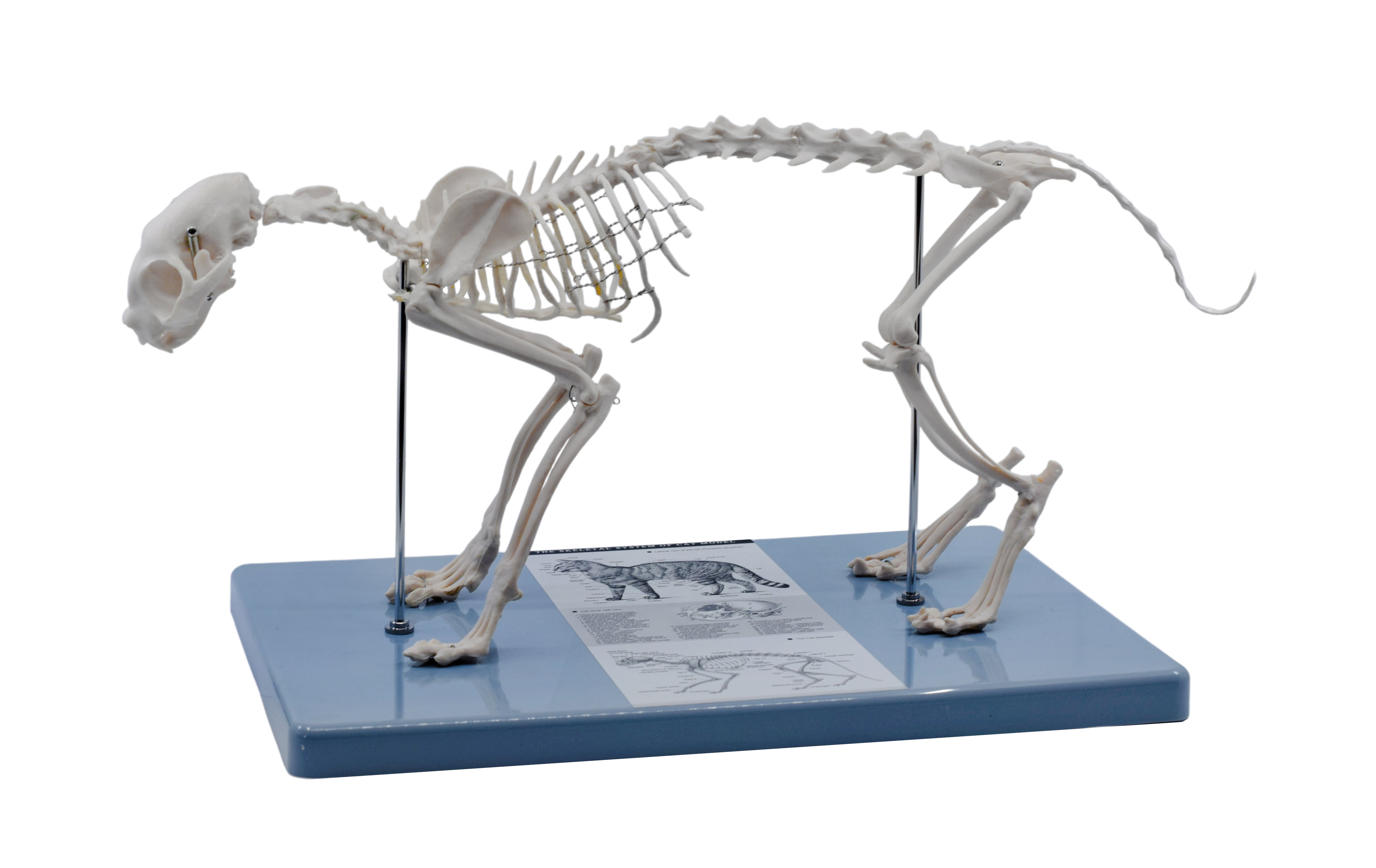 Adult Cat Skeletal System, Anatomical Model, 8.25" Tall - Life Size ...