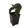 Dragon Scale African Mask Plant - Alocasia - 2.5" Pot - Walmart.com