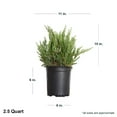 Expert Gardener Parsoni Juniper (2.5 Quart) Low-growing Juniper Shrub ...