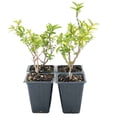 4 Lodense Privet Plants in 3.5" Cubes | Live Compact Evergreen Shrub ...