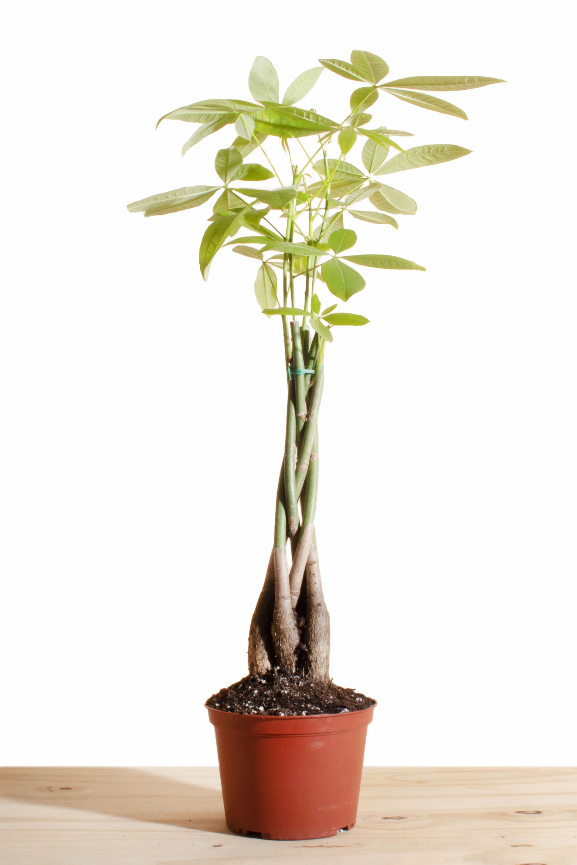 Pachira Aquatica 'Money Tree' House Plant in 6" Grow Pot - Walmart.com