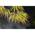 10 WEEPING LACELEAF MAPLE Japanese Acer Palmatum Dissectum Green Yellow ...