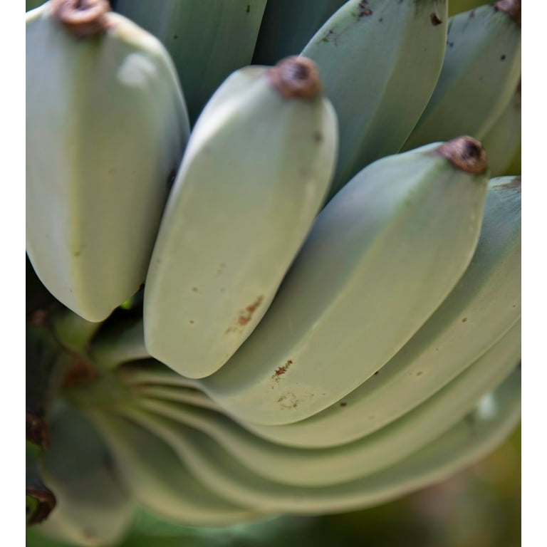 Blue Bananas