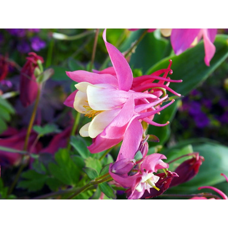 Pink Columbine Flower