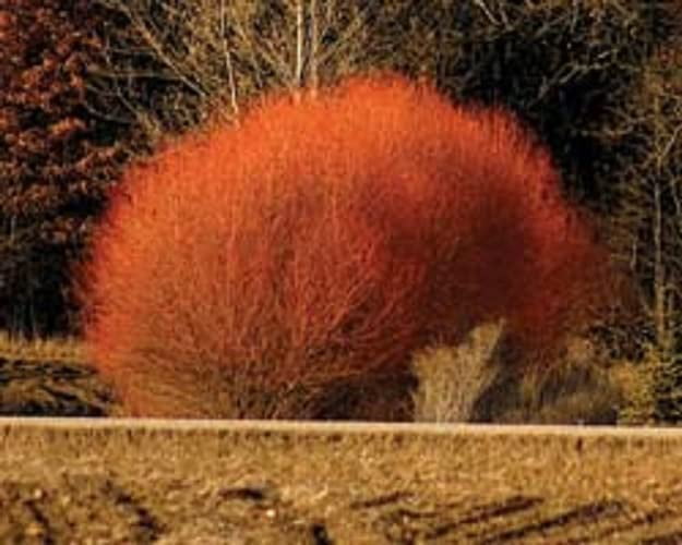 Red Flame Willow Trees - Burning Bush - Fast Growing and Stunning Color (2 Trees) - Walmart.com