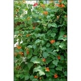 25 Seeds SCARLET RUNNER Pole BEAN Ornamental Red Flowers Phaseolus ...