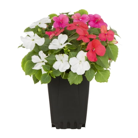 Expert Gardener 1PT Red Vinca Live Annual Plant Sun - Walmart.com