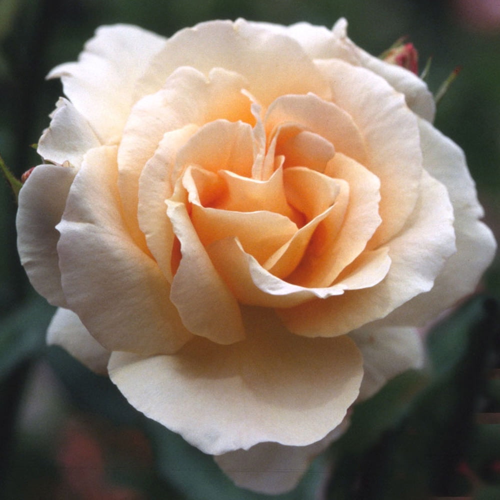 Heirloom Roses Fragrant Rose Bush - Everest Double Fragrance Shrub ...