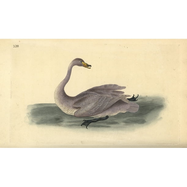 Wild Swan (Immature), Cygnus Cygnus Poster Print By ® Florilegius Mary ...
