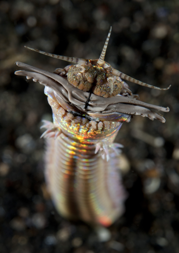 Facial and body view of the predatory Bobbit worm (Eunice aphroditois ...
