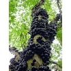 Live Indoor Jabuticaba Fruit Tree Plant - 6" Pot - Myrciaria - Tree ...