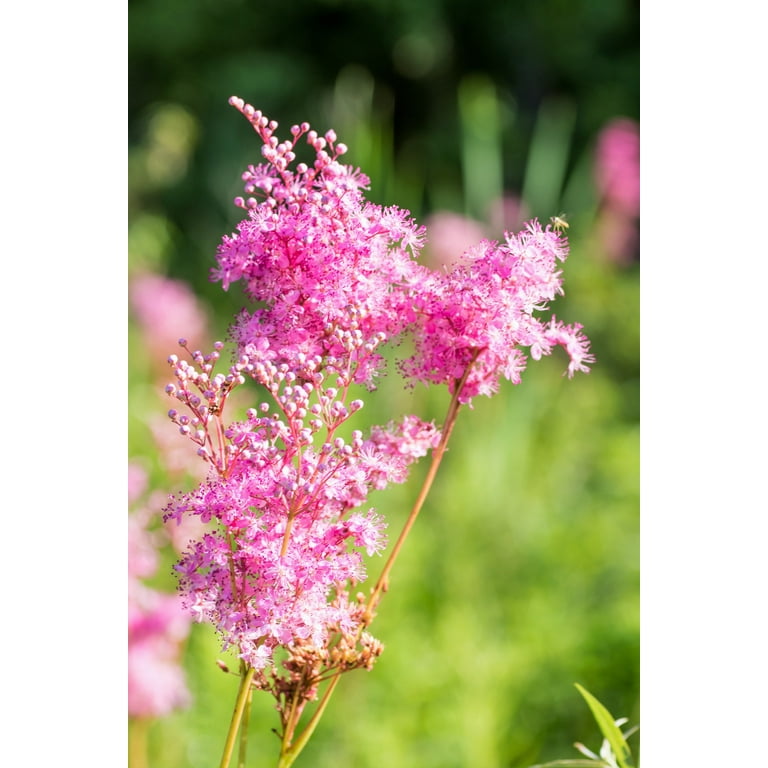 Filipendula Rubra