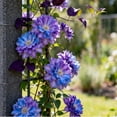 Giant Clematis Vine For Planting Ideal for Gardening Deer Resistant ...