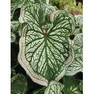 Blue Buddha Farm: Garden Center Pink Symphony Caladium - 2 Bulbs ...
