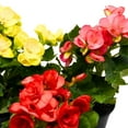 BubbleBlooms Flowering Rieger Begonia Set of 3 in 4 inch pots Hiemalis ...