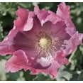CZ Grain 500 Giant Poppy Plant Seeds, Ornamental Unique Flower ...