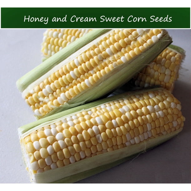Vegetable Seeds- Honey & Cream Sweet Corn- Bi Color-50 Seeds- Two Sweet ...