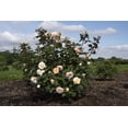 Scentables™ Parfuma® Bliss Hybrid Tea Rose - Peach Blooms - Live Plants ...