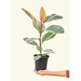 Ficus Elastica 'Ruby' Live Green Plant in 4" Pot - Walmart.com