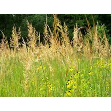 Premium Rough Fountain Dropseed Grass Seed, 100+ Seeds– Native ...
