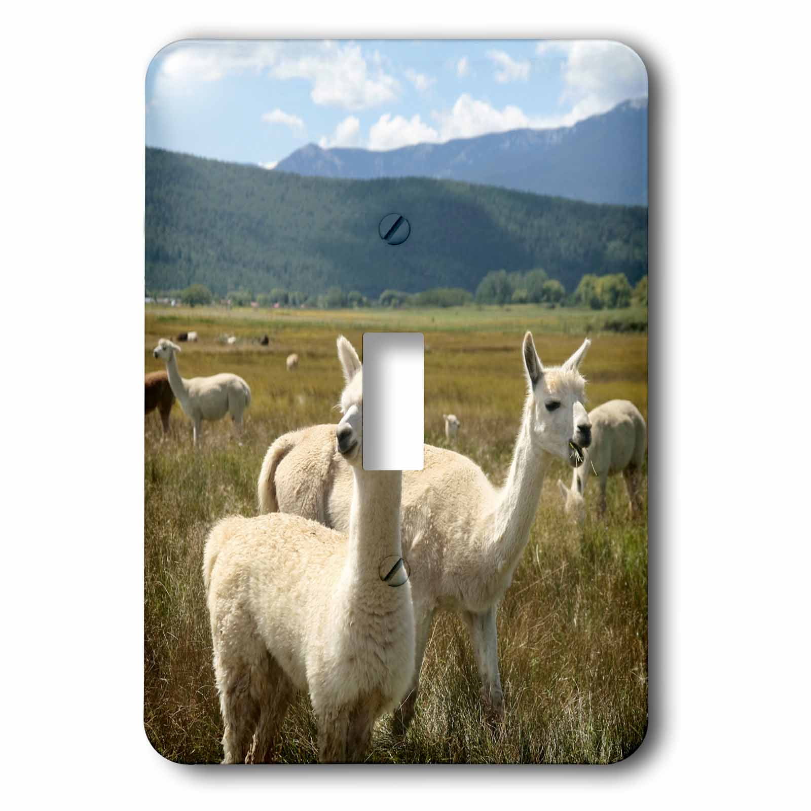 Victory Ranch Alpaca farm, Mora, New Mexico - US32 JMR0361 - Julien ...