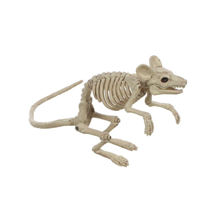 Mouse Skull