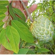 Dove Proso Millet Seed - 1 Lb. - Walmart.com