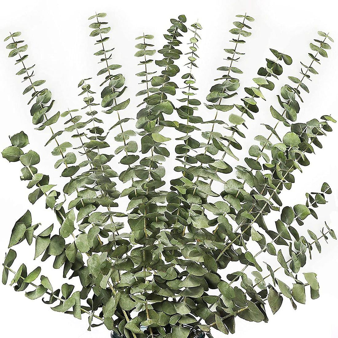 Click here for Peihuai Trade 12pcs Dried Eucalyptus Branches Gree... prices