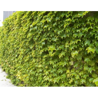 English Ivy - 54 Pack (3.25 In. Pots) Evergreen Groundcover Vine - Full ...
