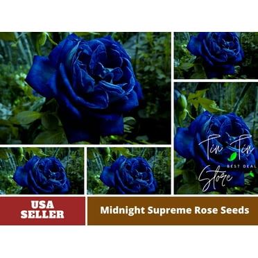 30 Rare Blue Climbing Rose Bush Seeds, Authentic Mix Seeds for Planting ...
