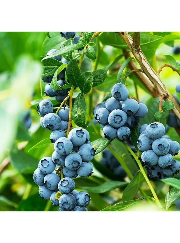 Blueberry Seeds in Seed Gardening - Walmart.com