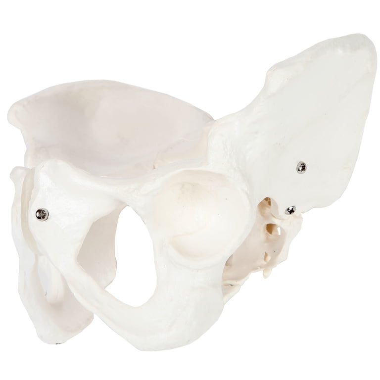 Life Size Pelvis Model Axis Scientific Skeletal Model Of The Female ...