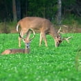 Whitetail Institute Imperial Clover Seeds, Perennial Field Planting ...