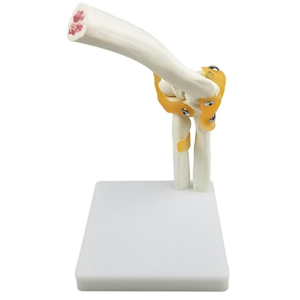Human Elbow Joint Model, Flexible, Anatomically Shoulder Skeleton ...