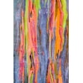 50 RAINBOW EUCALYPTUS Deglupta Gum Multicolor Bark Tree Seeds - Walmart.com