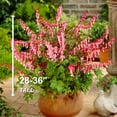Garden State Bulb Bleeding Heart Dicentra Spectabilis, Bare Roots (Bag ...