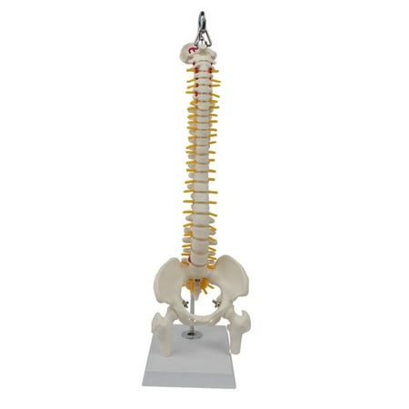 Spinal Model Human Lumbar Column Flexible Anatomy Teaching Vertebral ...