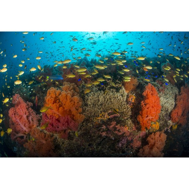 School of orange and yellow anthias swimming over orange dendronephthya soft coral bushes, Cebu ...